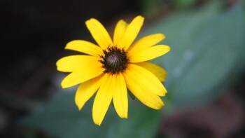 Black-Eyed Susan | KET Image Bank :: Resources :: California Educators ...