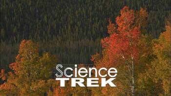 Trees: Tree Truths | Science Trek :: Resources :: California Educators ...