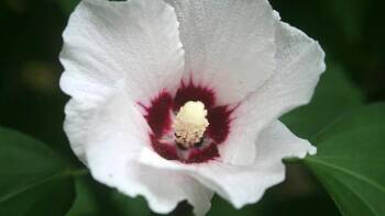 Rose Mallow | KET Image Bank :: Resources :: California Educators Together