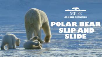 NATURE At-Home Activities: Polar Bear Slip and Slide :: Resources ...
