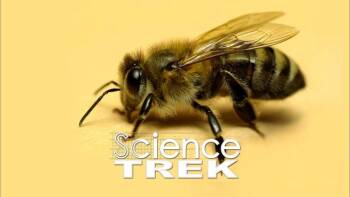 Bees: What's the Buzz about Bees? | Science Trek :: Resources :: California Educators Together