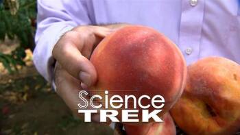 Trees: Growing a Better Peach | Science Trek :: Resources :: California ...