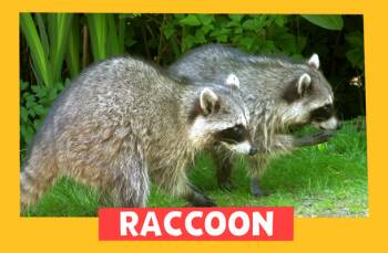 Raccoon | Animal Alphabet :: Resources :: California Educators Together