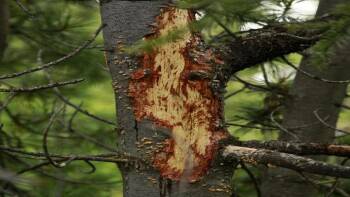 Blister Rust | Ghost Forests :: Resources :: California Educators Together