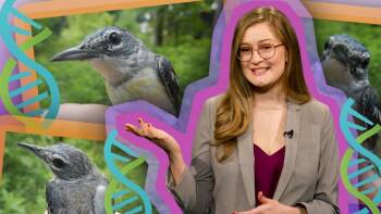 Using Genetics to Discover Hybrid Birds | Spot on Science :: Resources ...