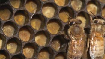 Honey Bees Make Honey ... and Bread? | Deep Look :: Resources ...