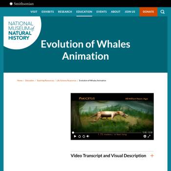 Evolution of Whales Animation :: Resources :: California Educators Together