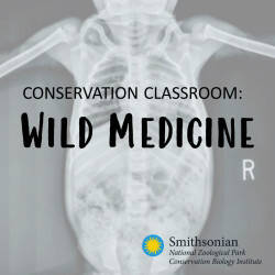 Conservation Classroom: Wild Medicine :: Resources :: California ...