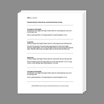 Bird Beak Mutation Sheet :: Resources :: California Educators Together