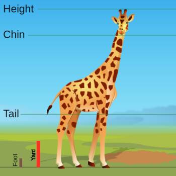 Customary Units of Length: Giraffe Measurement :: Resources ...