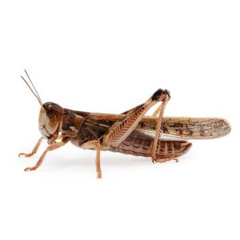 Where is the Grasshopper? :: Resources :: California Educators Together